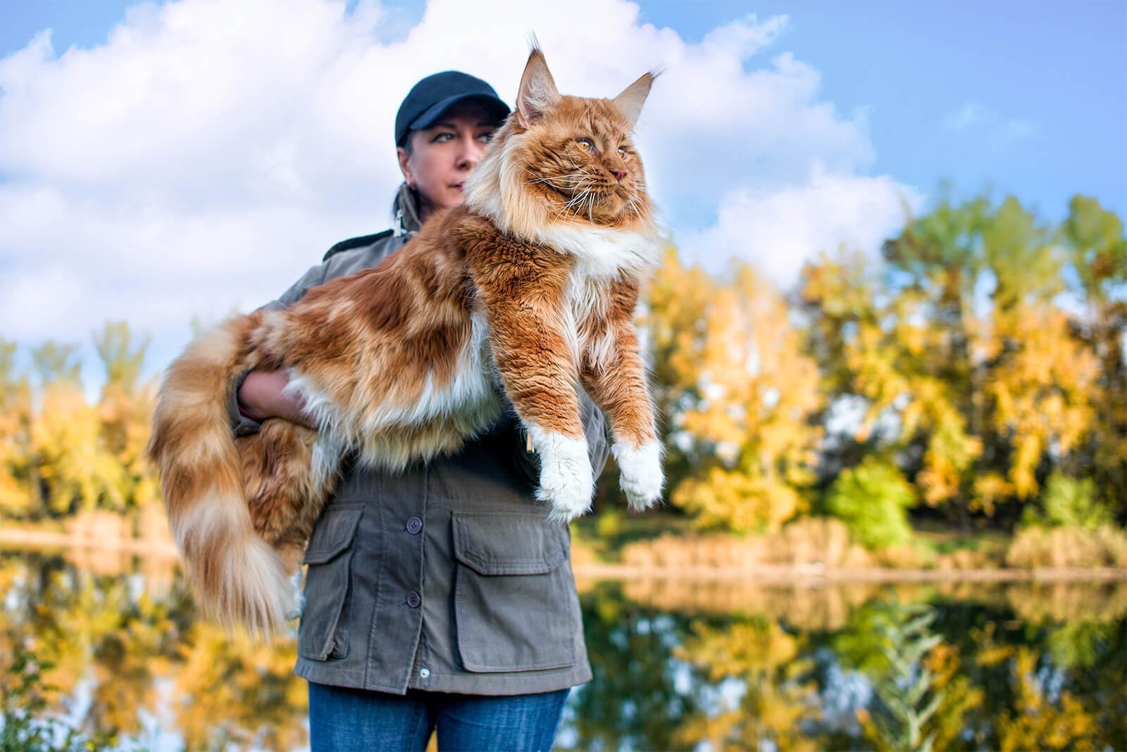 Maine Coon: conheça tudo sobre a raça de gatos gigantes