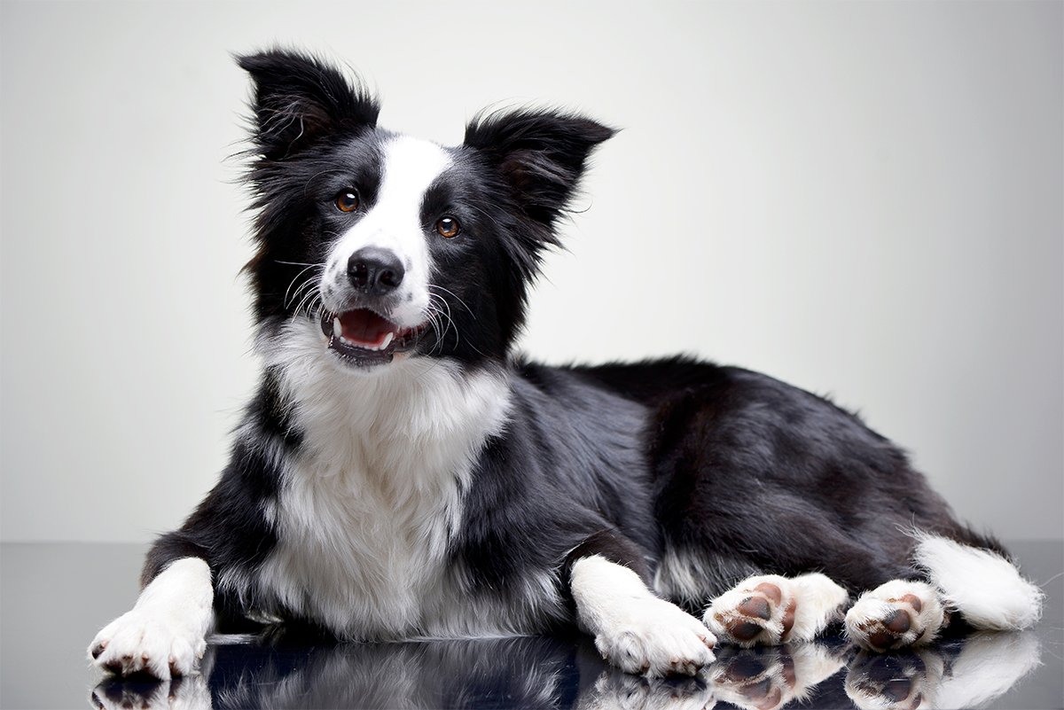 Border Collie: saiba tudo sobre a raça mais inteligente do mundo